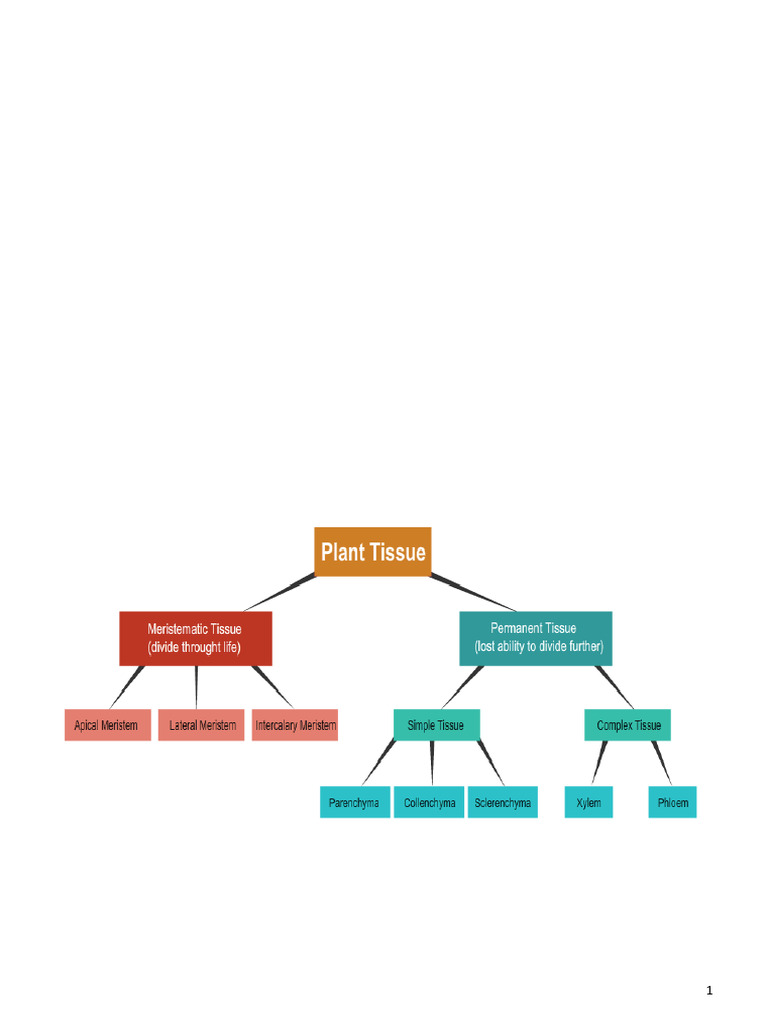 Tissues Part 1 | PDF