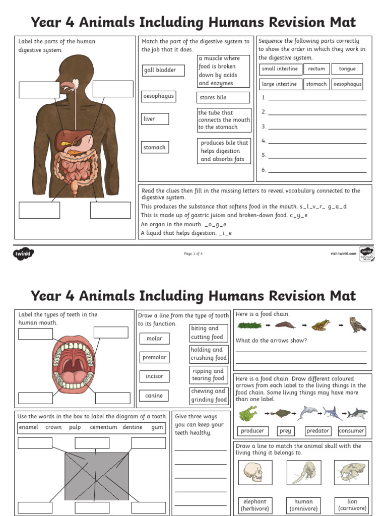 Teeth and The Digestive System Revision Mat | PDF | Digestion | Tooth