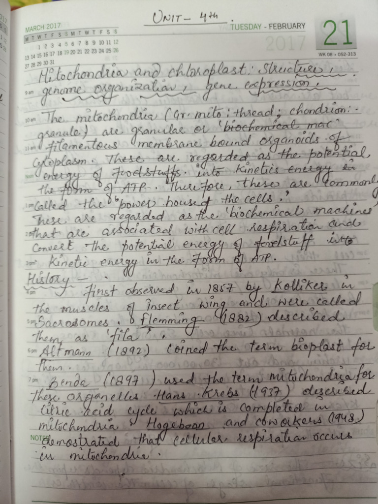 Mitochondria Notes | PDF