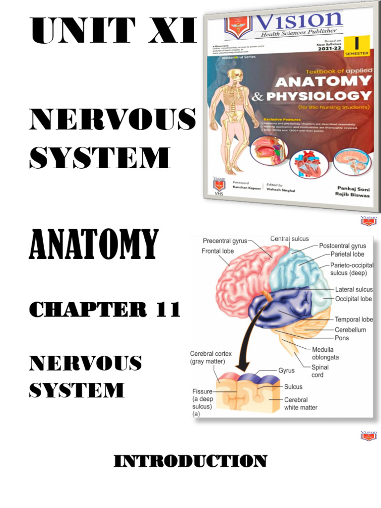 Nervous System Anatomy Overview | PDF | Central Nervous System ...