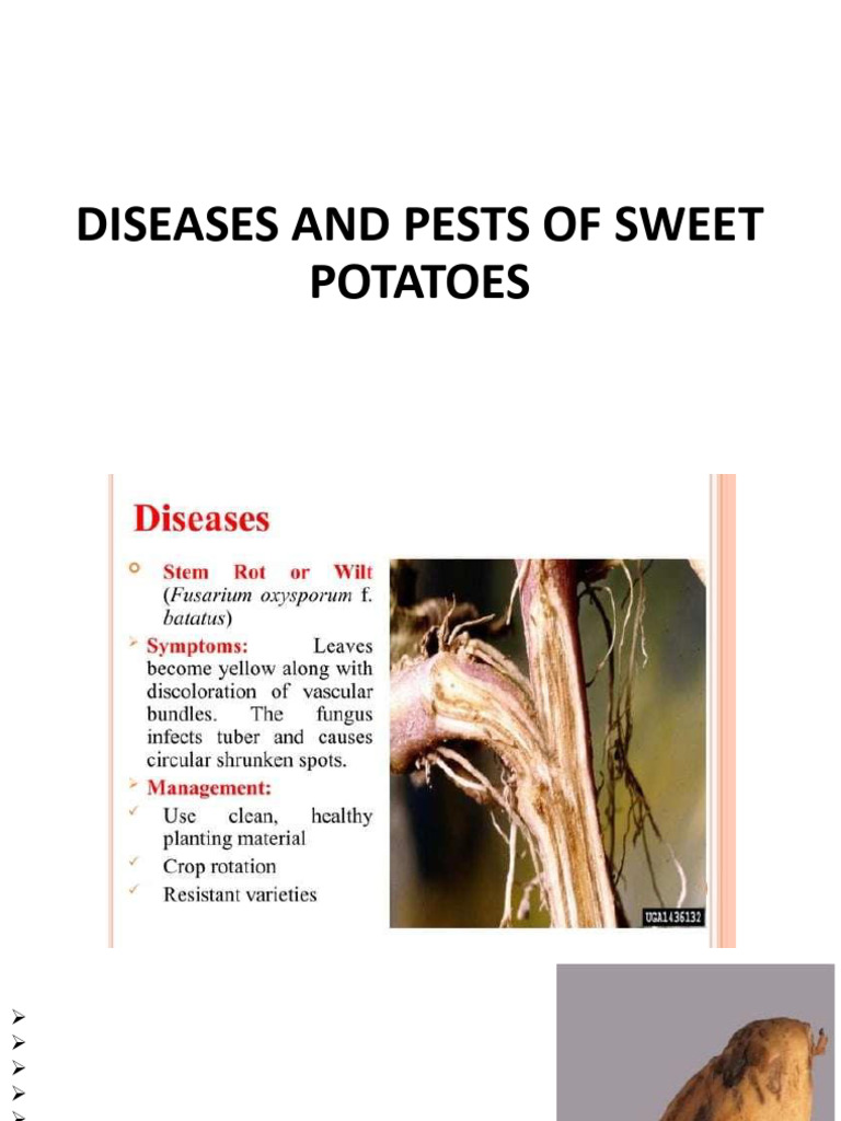 Sweet Potato Diseases and Pests Guide | PDF | Potato | Pest (Organism)