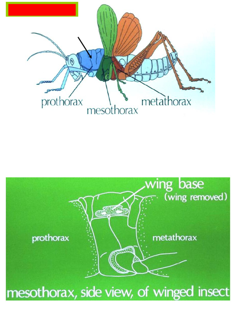 Mesothorax and Sclerite Structure | PDF | Thorax | Hexapoda