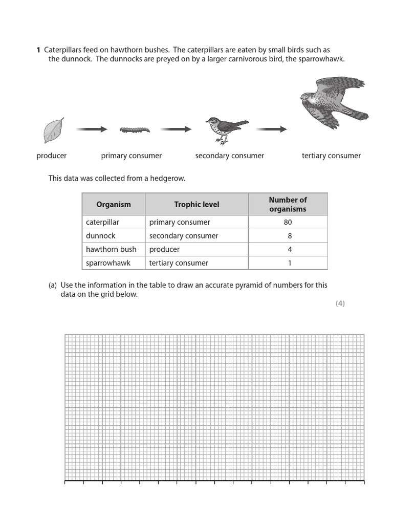 Food Chain Dynamics in Hedgerow Ecosystem | PDF | Ecology | Zoology
