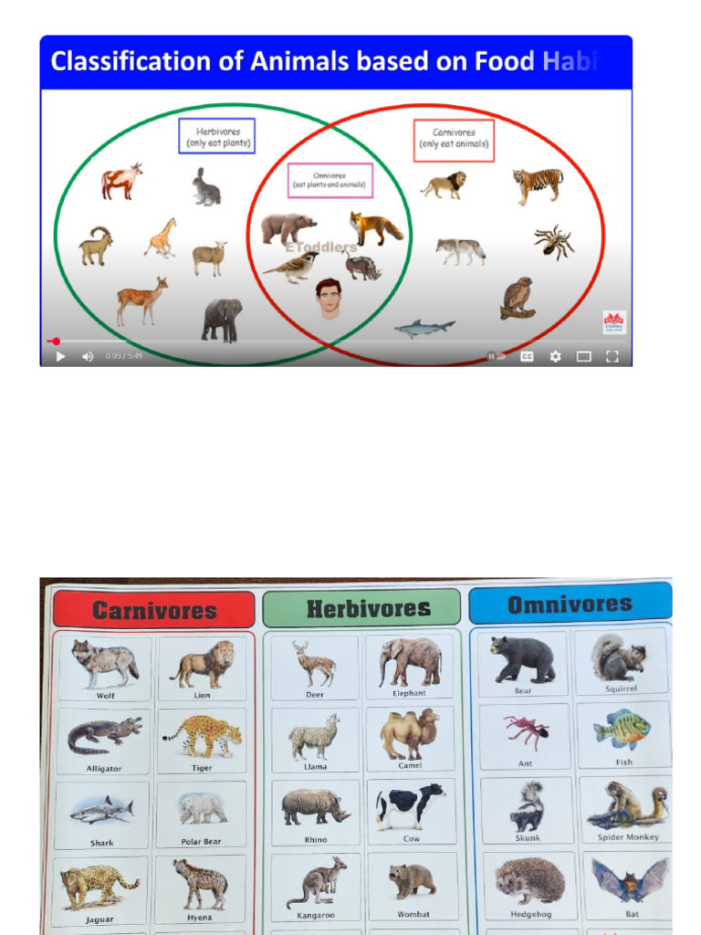 Classification of Animals | PDF