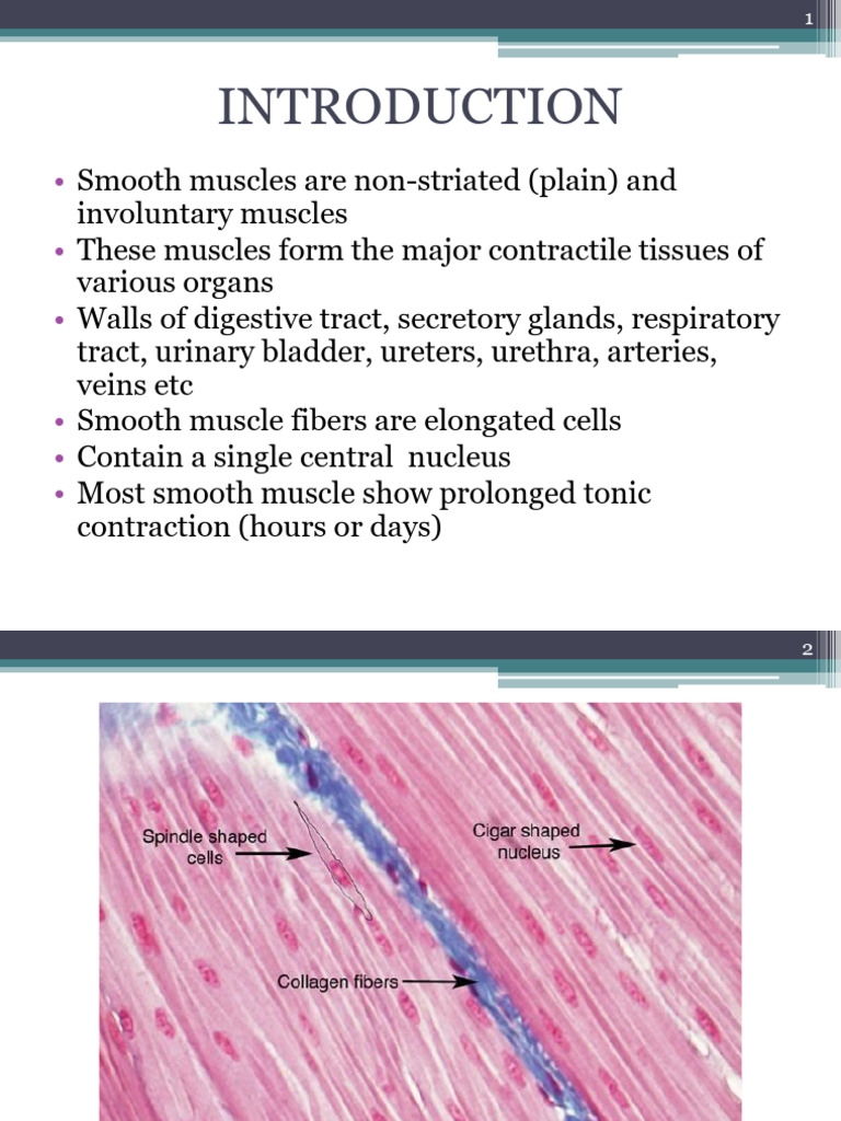 Contraction of Smooth MuscleLEC 7 | PDF | Muscle | Muscle Contraction