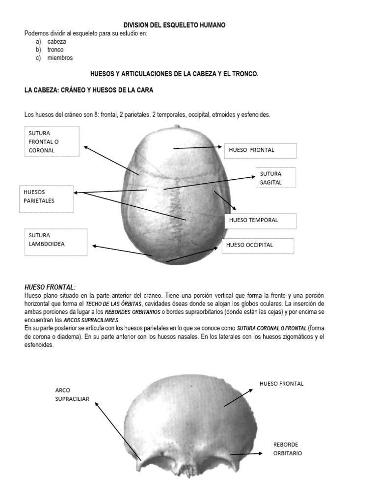 Estructura del Esqueleto Humano | PDF | Vértebra | Cráneo