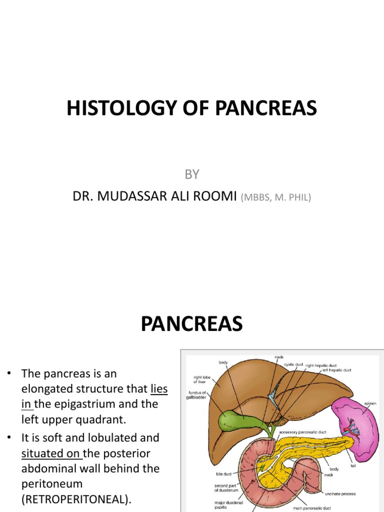 Pancreas Histology Overview | PDF | Pancreas | Digestion