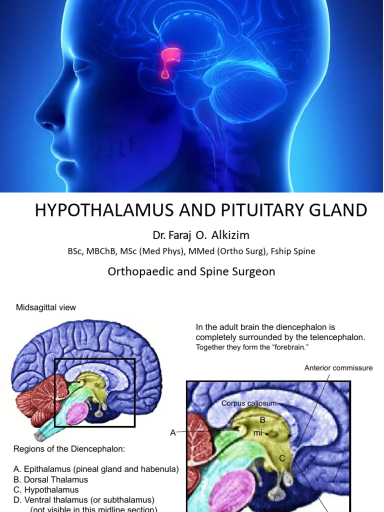 Hypothalamus, Pituitary Gland Physiology - Compressed | PDF ...