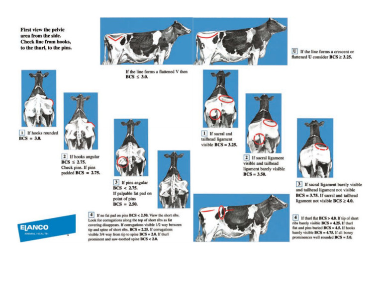 BCS Chart Elanco | PDF