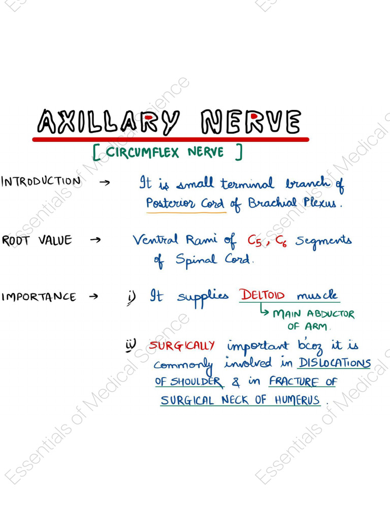 Axillary Nerve Anatomy UPPER LIMB | PDF