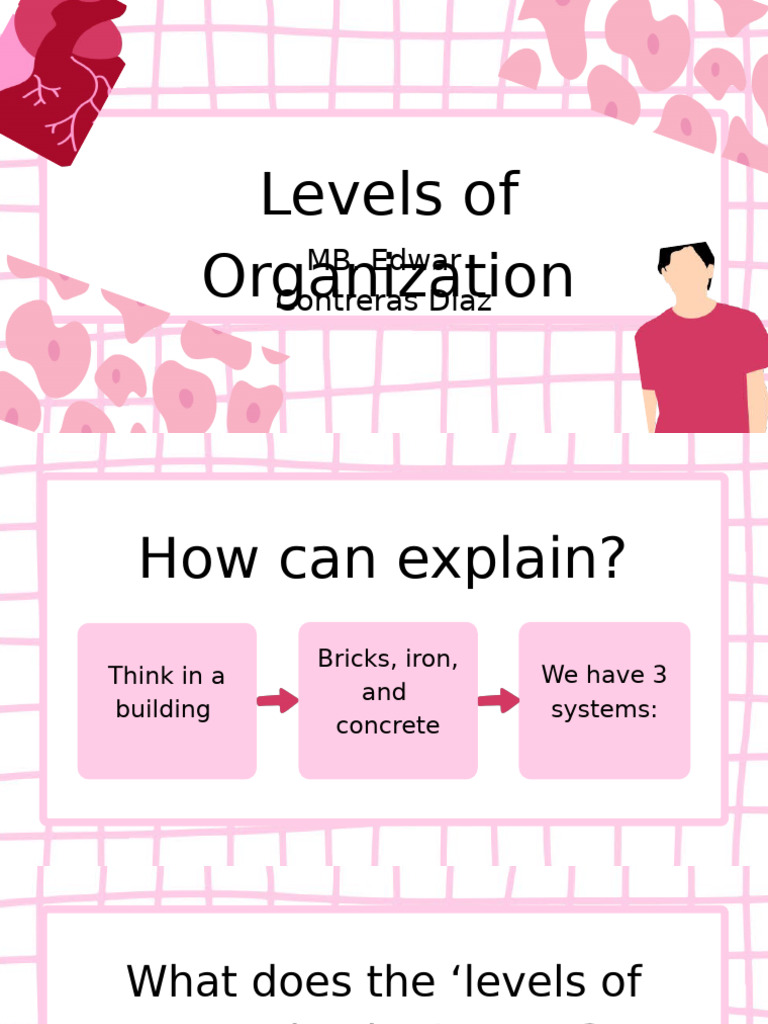 Understanding Levels of Organization | PDF