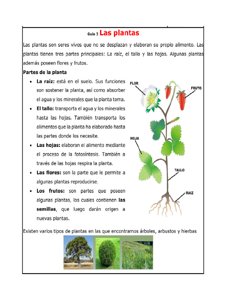 Coloco Las Partes Del Fruto | PDF