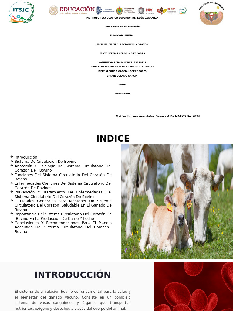 Sistema Circulatorio Bovino: Guía Completa | PDF | Sistema circulatorio ...