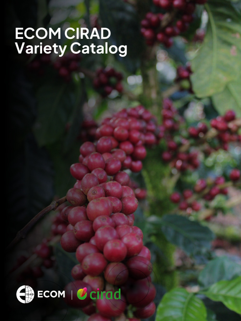ECOM Coffee Varieties Catalog | PDF | Coffee | Agricultural Science