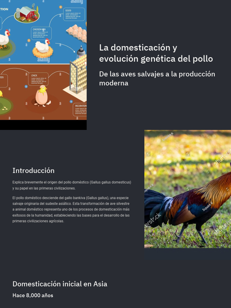 La Domesticacion y Evolucion Genetica Del Pollo | PDF | Pollo ...