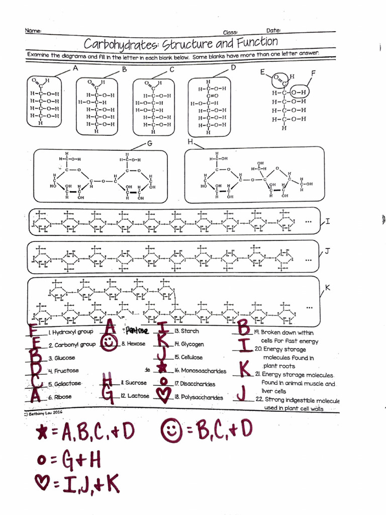 Carbohydrate Structure & Function Worksheet - ANSWER KEY | PDF