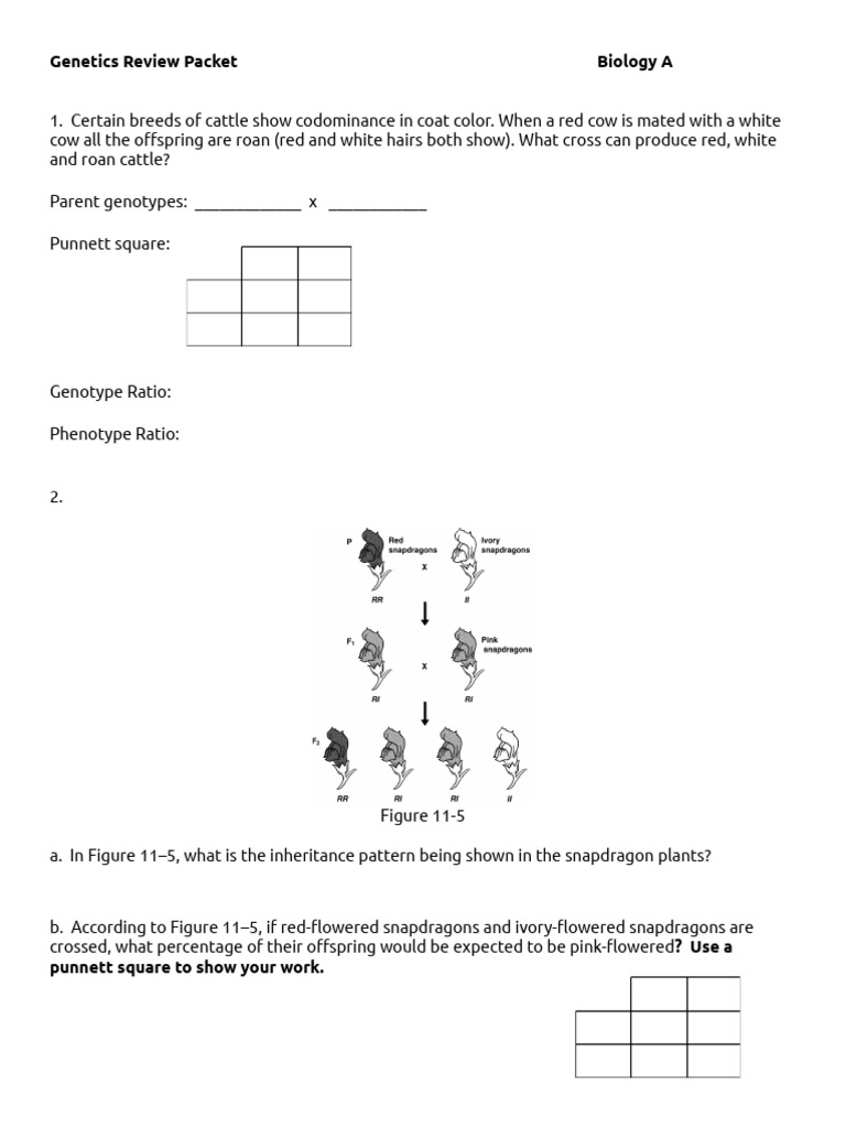 Genetics Review Packet Bio a | PDF | Genotype | Dominance (Genetics)