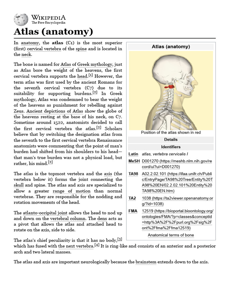 Anatomy of the Atlas Vertebra | PDF | Vertebra | Human Anatomy
