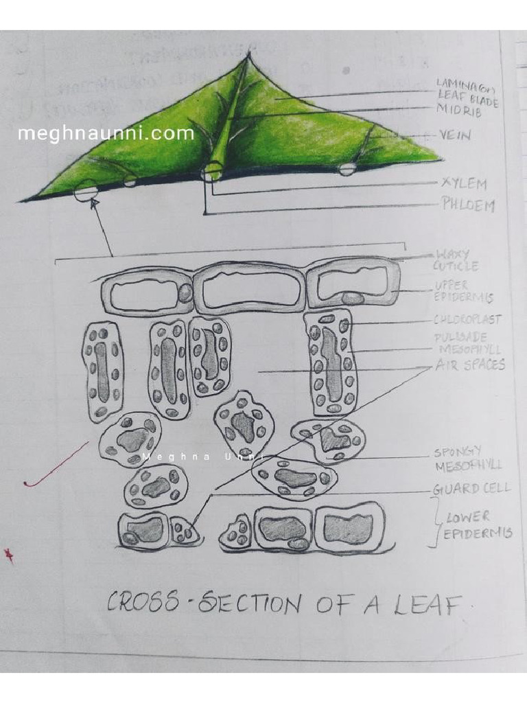 Class 10 Bio CH 1 Diagram | PDF