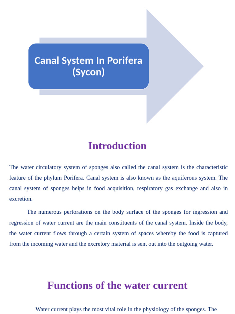 Canal System in Sycon | PDF | Sponge | Anatomy