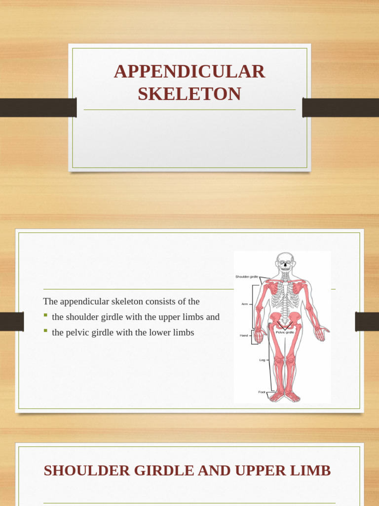 Appendicular Skeletal System | PDF | Foot | Pelvis