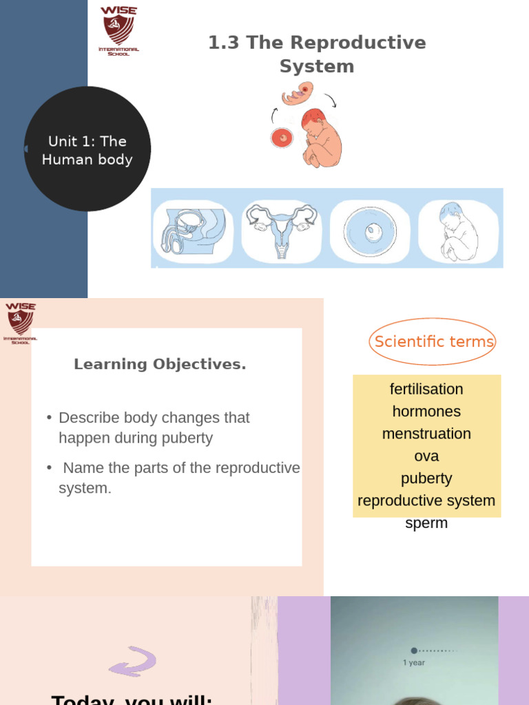 Understanding the Human Reproductive System | PDF | Reproductive System ...