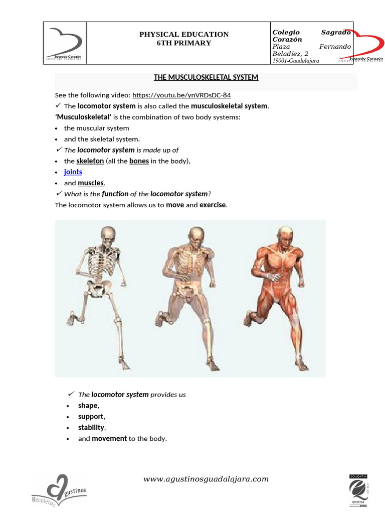 Understanding the Musculoskeletal System | PDF | Human Musculoskeletal ...