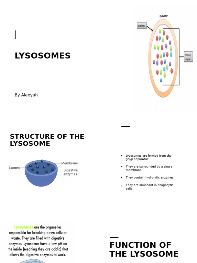 Lysosomes Cell Structure A Level Biology | PDF