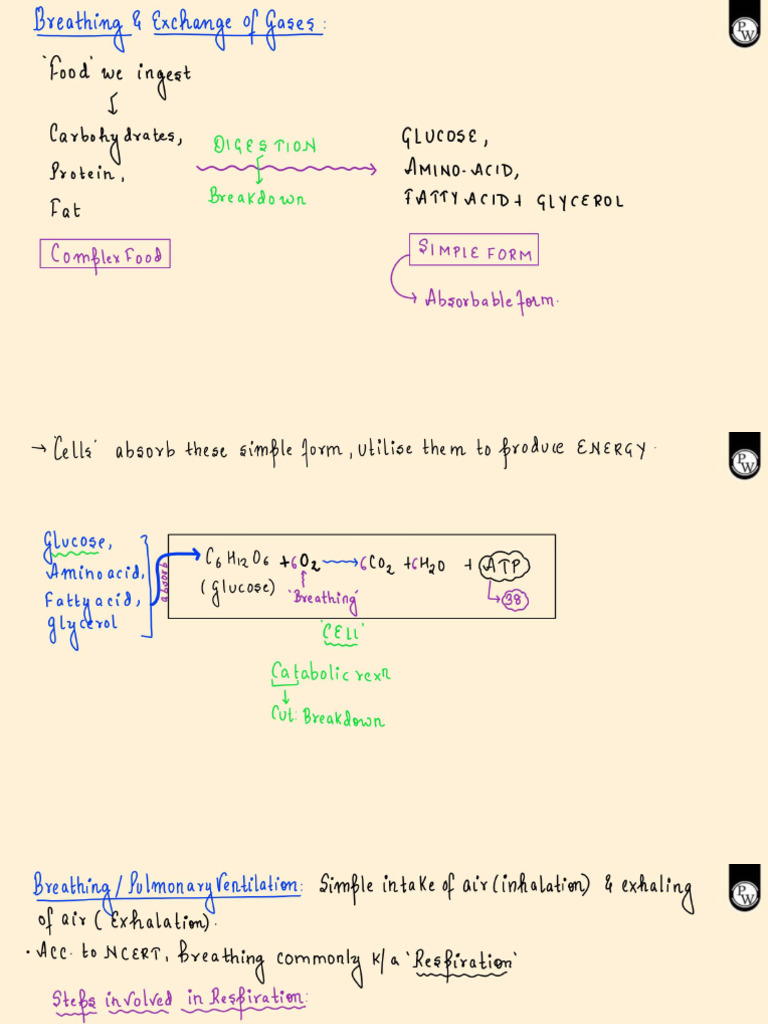 2 Breathing Body Fuild and Exchange of Gases Class Notes | PDF