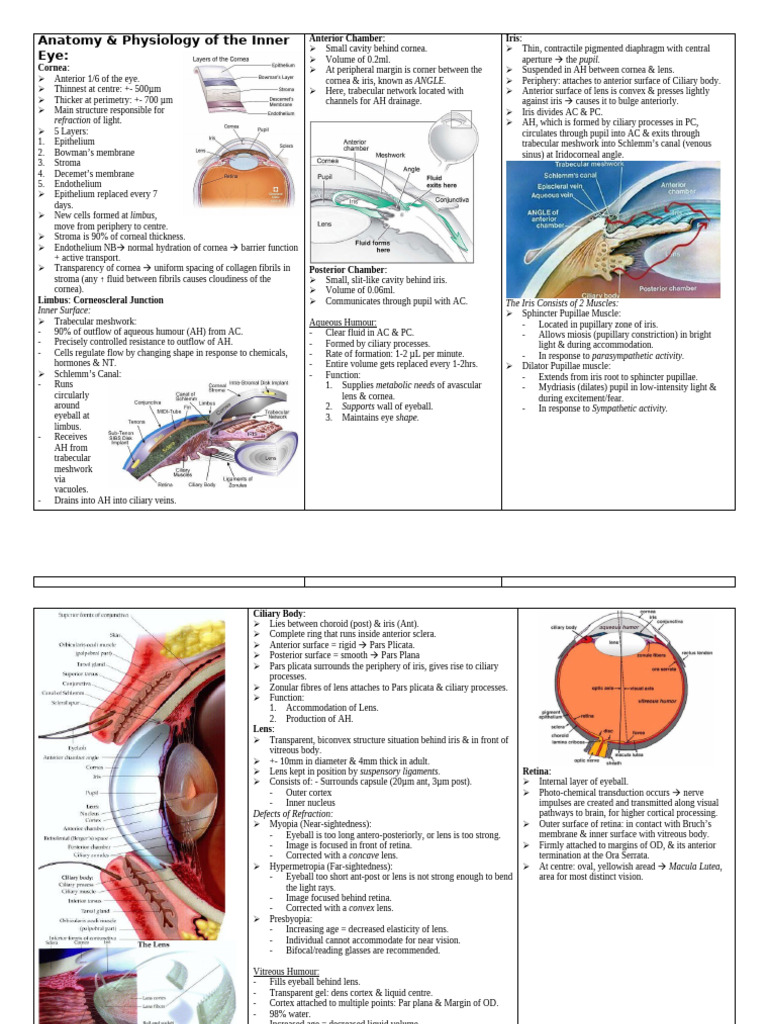 Anatomy of the Inner Eye Structures | PDF | Retina | Cornea