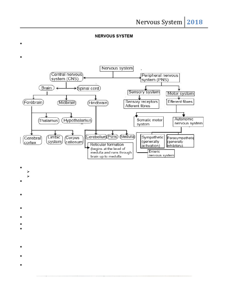 Nervous System | PDF | Action Potential | Axon