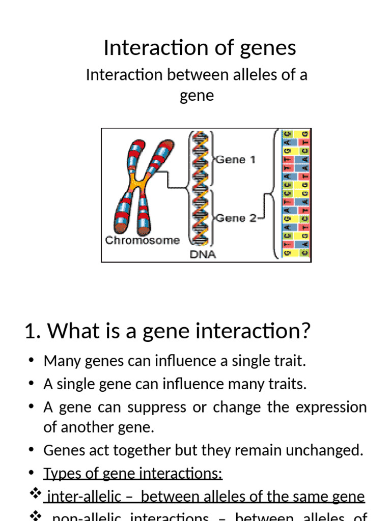 Interaction of Genes 2 | PDF