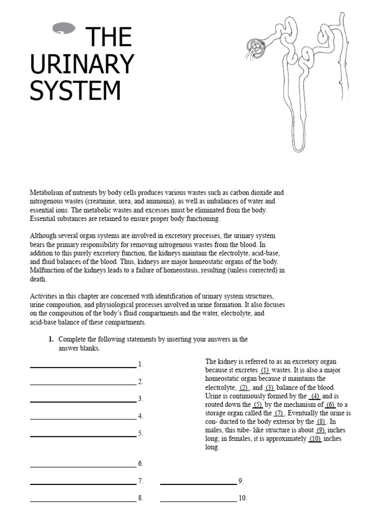 Urinary System: Functions and Anatomy | PDF | Kidney