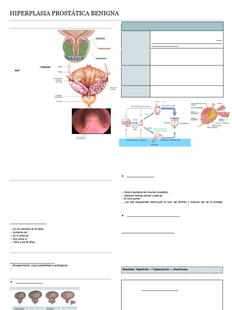 Hiperplasia Prostática Benigna: Guía Completa | PDF | Próstata ...