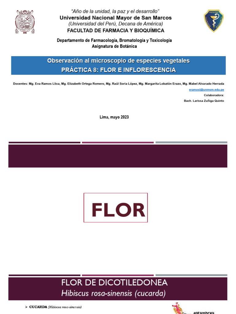 Observación Al Microscopio - Práctica 8 - 2023 | PDF | Flores ...