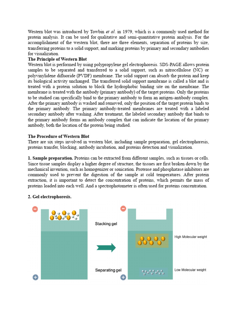 Unit II Western Blotting Technique | PDF | Western Blot | Gel ...