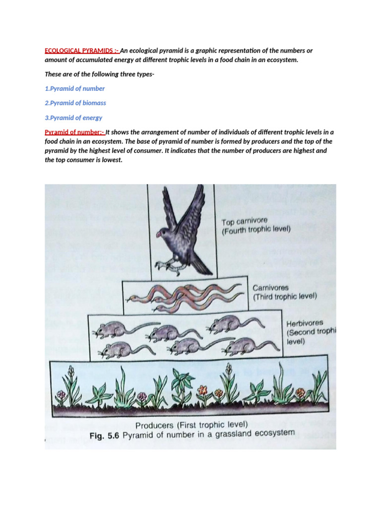 Ecological Pyramids & Flow of Energy | PDF