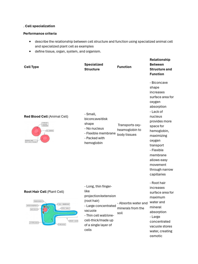Cell Specialization | PDF | Cell (Biology) | Mucus
