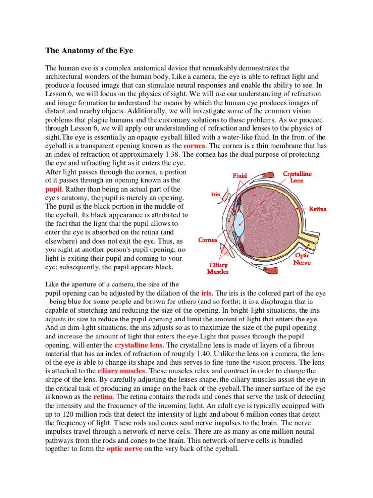 The Anatomy of The Eye | PDF | Eye | Human Eye