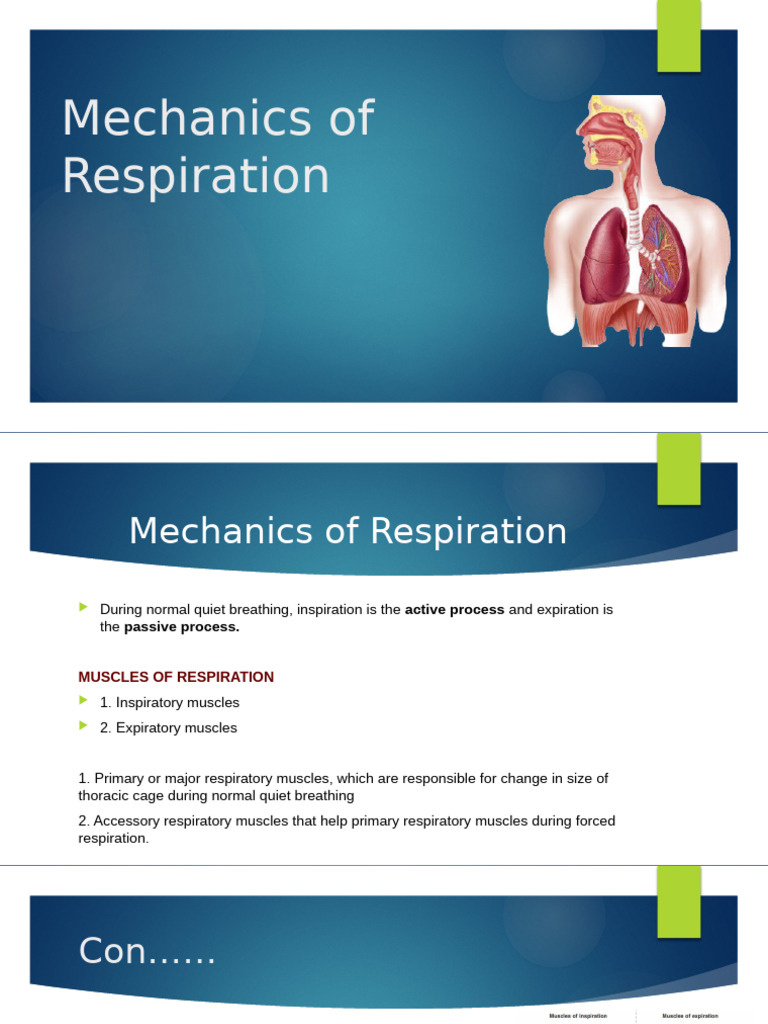 Mechanics of Human Respiration Explained | PDF | Lung | Respiratory System