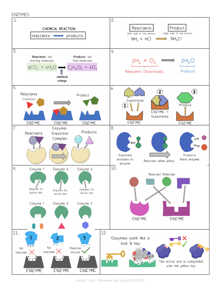 Microsoft Word - 1 - Enzyme Inquiry | PDF
