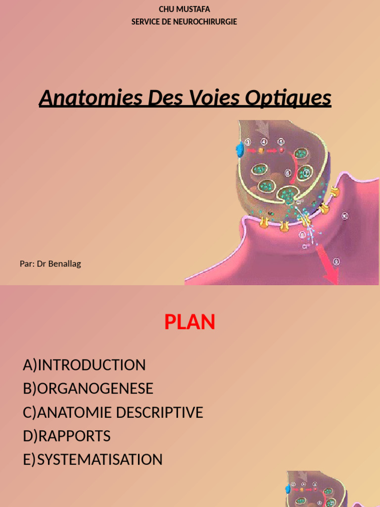 Anatomie des Voies Optiques et Rétine | PDF | Rétine | Anatomie humaine