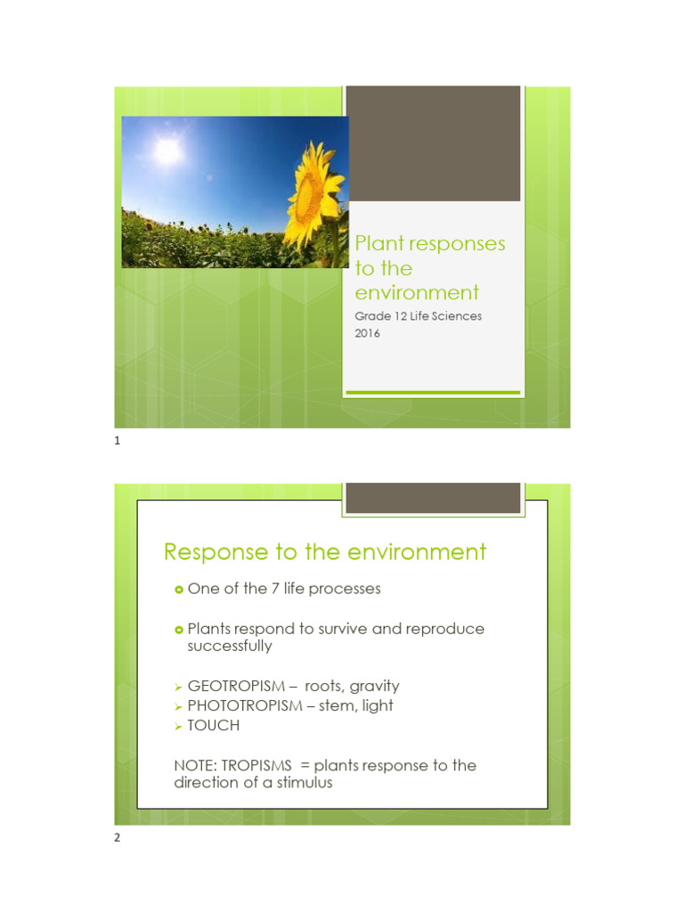 Plant Responses to Environmental Stimuli | PDF | Auxin | Plant Hormone