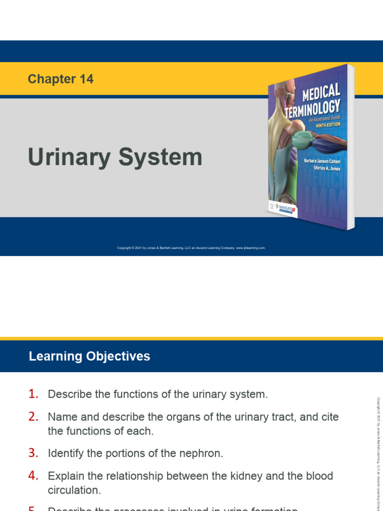 Chapter 14 Urinary System PDF | PDF | Kidney | Urinary System