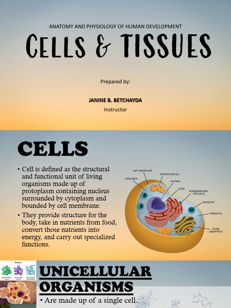 Anatomy&Physiology - Chapter 1-Lesson 2 - Cells and Tissues | PDF ...