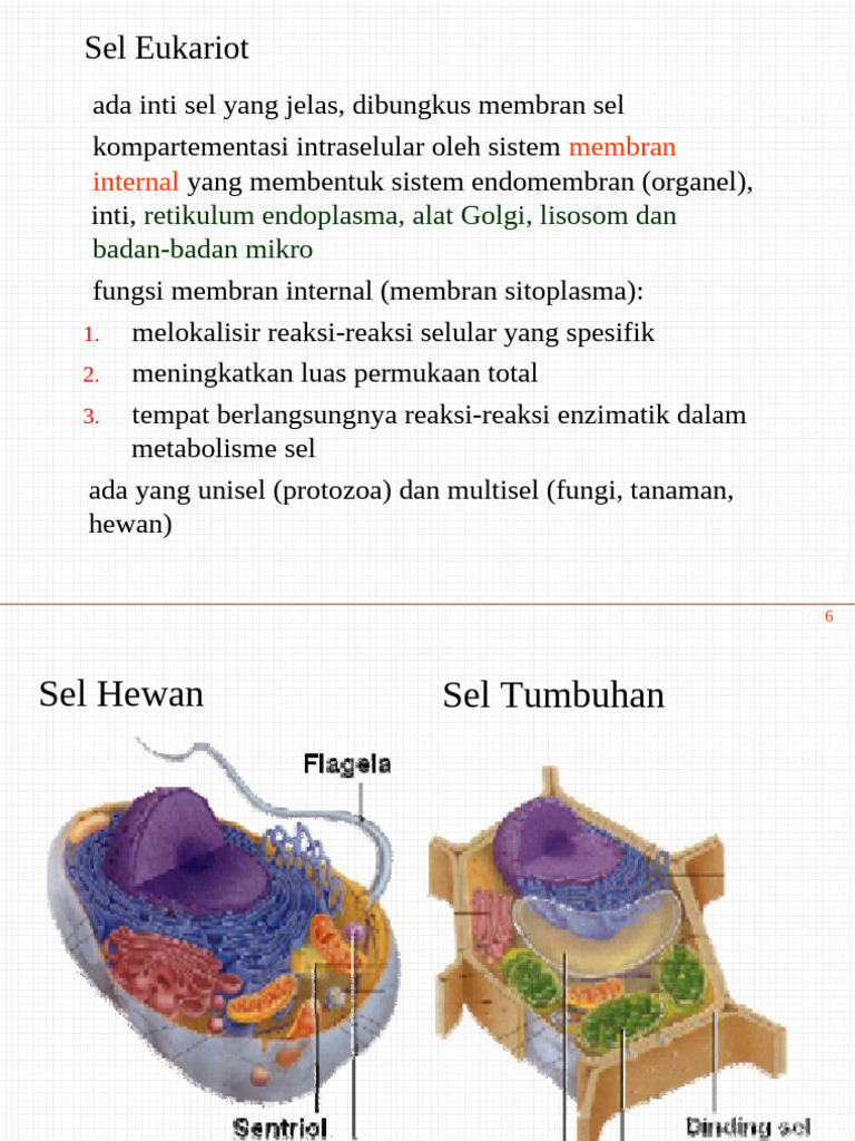 1 Sel | PDF | Mitosis | Cell Anatomy
