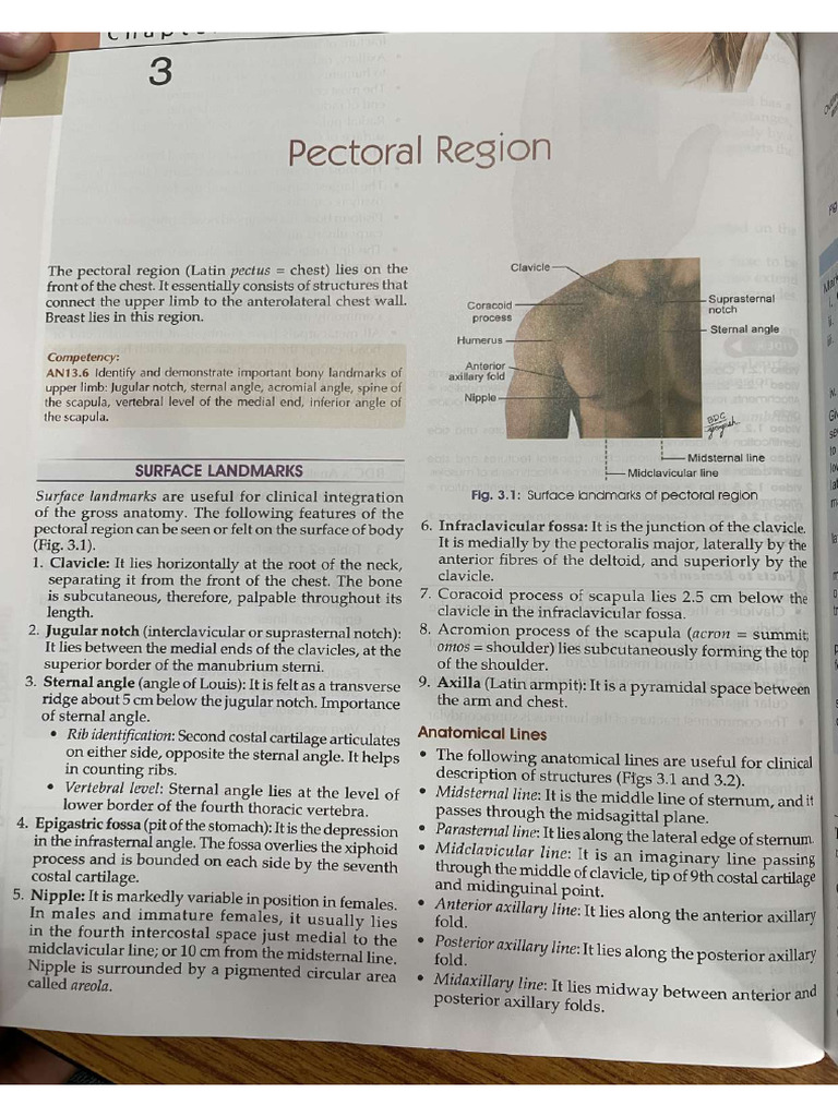 Pectoral Region | PDF