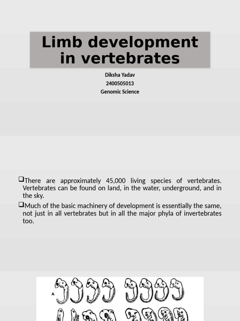 Limb Development in Vertebrates - Diksha Yadav-1 | PDF | Cell Biology ...