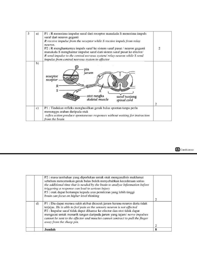 Jawapan Bio t4 Bab 12 | PDF