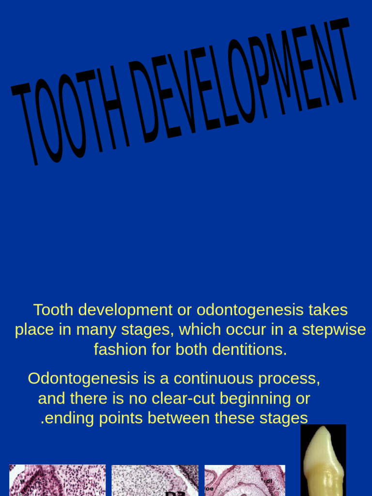 1-Tooth Development 1 | PDF | Tooth | Dental Anatomy